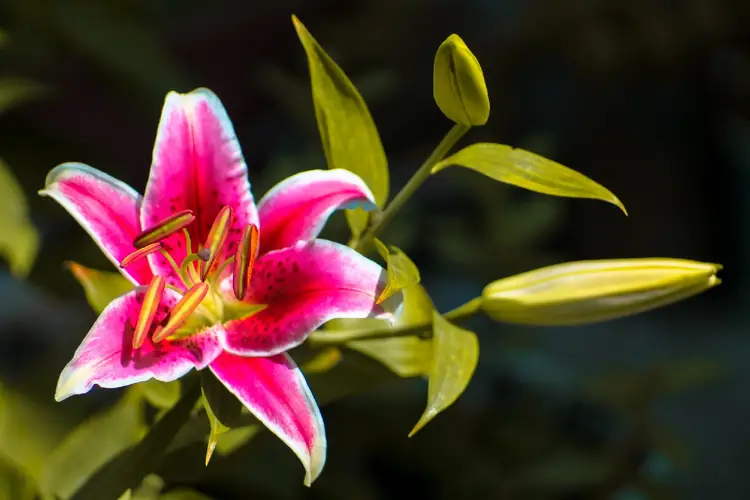 Lilium 'Star Gazer' - PictureThis