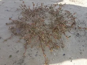 How to Propagate Nahui