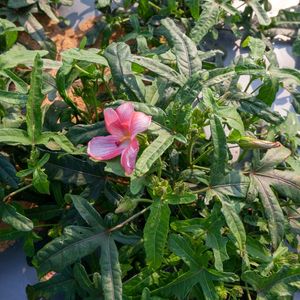 Pink Swamp Mallow - Abelmoschus sagittifolius (Care, Characteristics ...