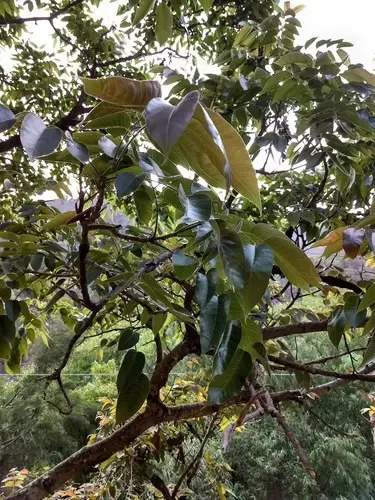 Cedro americano (Cedrela odorata) - PictureThis