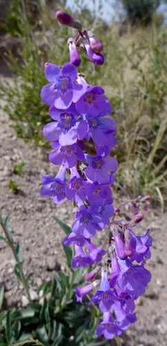 Sidebells penstemon (Penstemon secundiflorus) Flower, Leaf, Care, Uses ...
