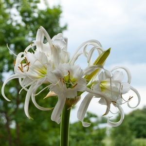How to Grow and Care for Peruvian daffodil