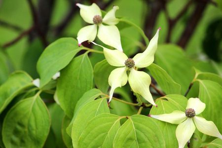 How to Grow and Care for Cornus chinensis
