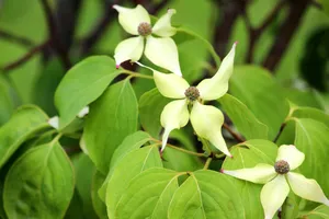 How to Transplant Cornus chinensis? (Ideal time, Methods, and Post Care)