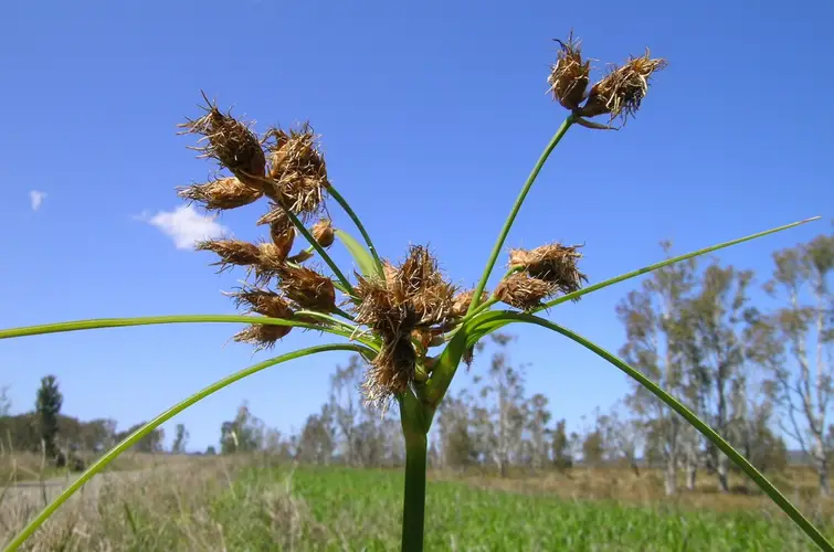 River bulrush (Bolboschoenus fluviatilis) Flower, Leaf, Care, Uses ...