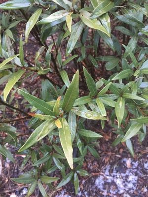 How to Grow and Care for Silverleaf oak