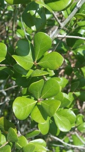 How to Grow and Care for Myrtle oak
