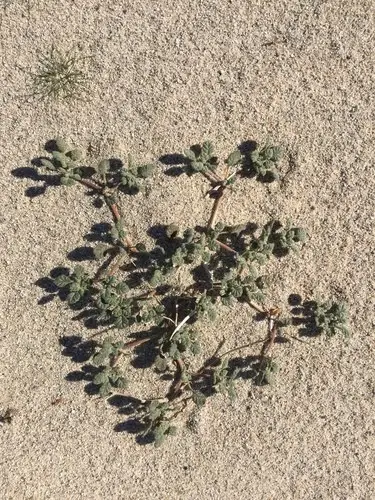 Tiquilia palmeri - PictureThis