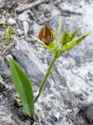 How to Grow and Care for Bonnet orchid