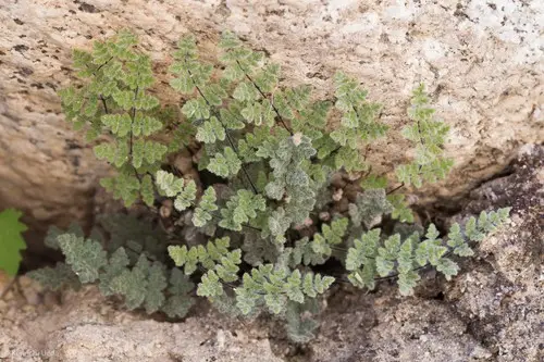 Parry's lip fern (Myriopteris parryi) Flower, Leaf, Care, Uses ...