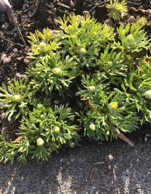 How to Grow and Care for Bur buttercup