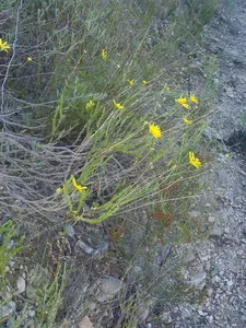 How to Propagate Euryops munitus