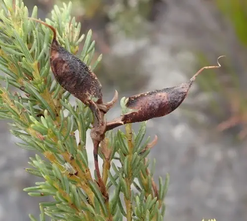 Cyclopia genistoides - PictureThis