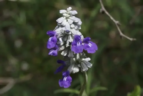 How to Plant and Grow Mealycup sage(Salvia farinacea)