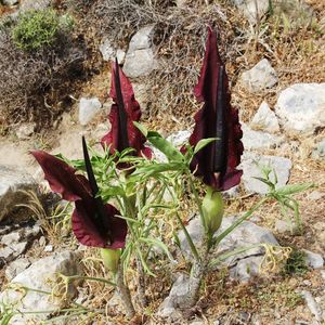 Dragon arum - Dracunculus vulgaris (Care, Characteristics, Flower ...