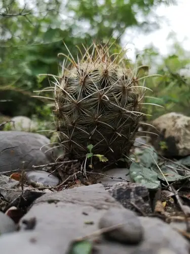 Biznaga bola ganchuda (Sclerocactus scheeri) - PictureThis