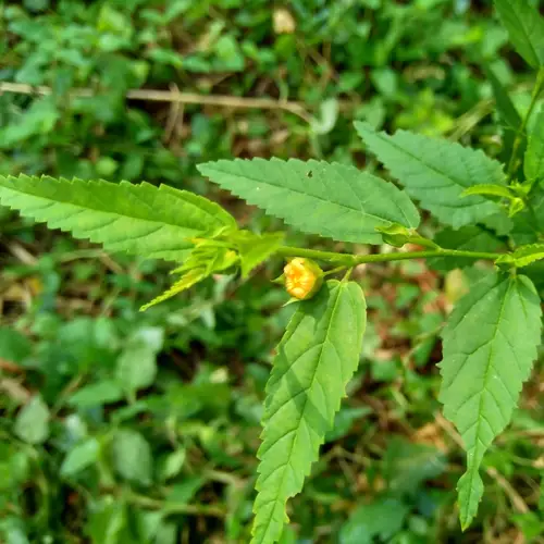Common Wireweed (Sida acuta) Flower, Leaf, Care, Uses - PictureThis