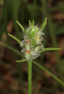 How to Prune Largebracted plantain