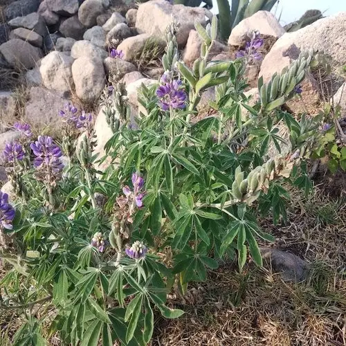 Garbancillo (Lupinus montanus) - PictureThis