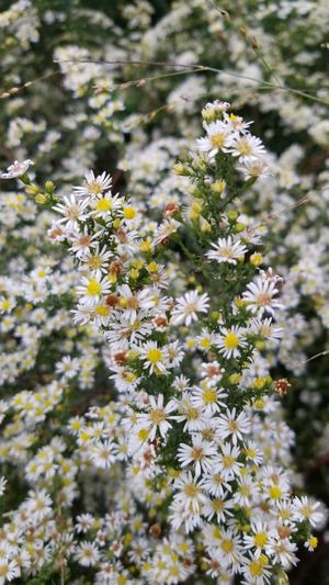 Aster ericoides 'Brimstone' - PictureThis