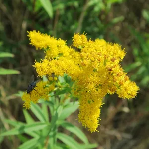 🍀 How to Grow and Care for Seaside goldenrod