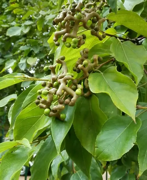 Árbol de las pasas (Hovenia acerba) - PictureThis