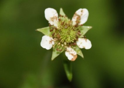 Rough avens (Geum laciniatum) - PictureThis