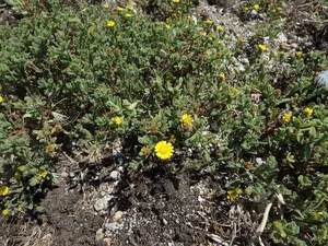 How to Prune Pulicaria microcephala
