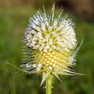 How to Pollinate Cutleaf teasel? (Pollinators, Time Window, Enhance ...