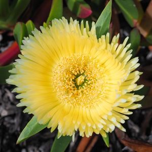 Chorão-das-praias - Carpobrotus edulis (Cuidado, Características, Flor ...
