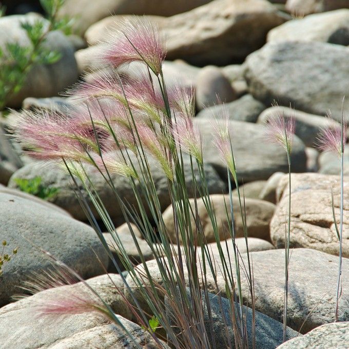 Exploring the Language and Symbolism of Foxtail Barley