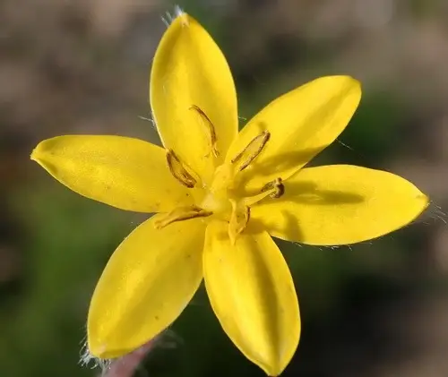 Hypoxis villosa Flower, Leaf, Care, Uses - PictureThis