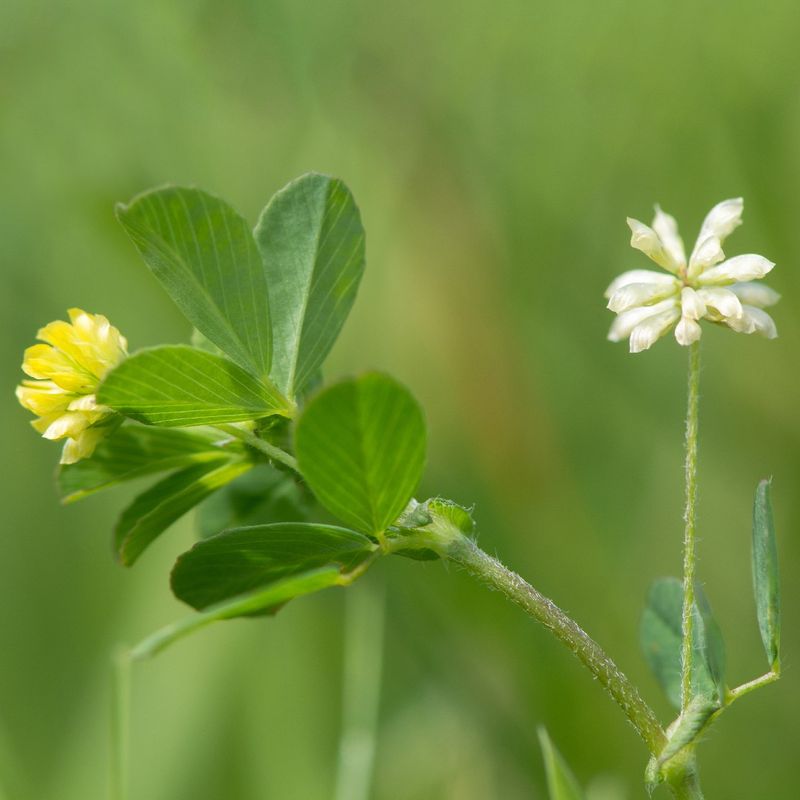 What Are Common Problems with Lesser trefoil?