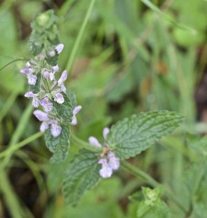 How to Grow and Care for Bugle hedgenettle