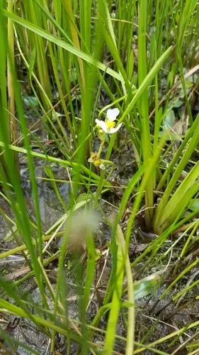 Sagittaria rigida - PictureThis
