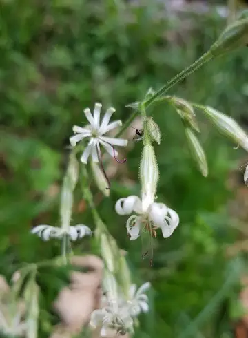 Silene viridiflora Flower, Leaf, Care, Uses - PictureThis