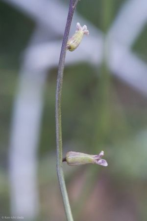 Cómo cultivar y cuidar una Caulanthus cooperi