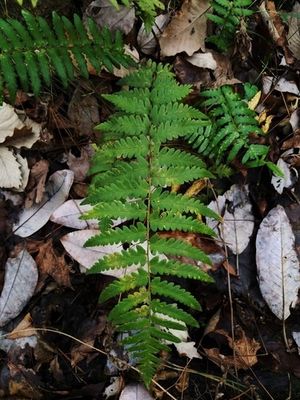 How to Grow and Care for Southern wood fern