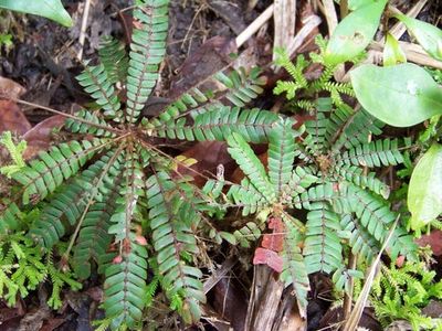 How to Grow and Care for Biophytum dendroides