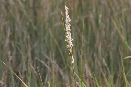 Sporobolus anglicus - PictureThis