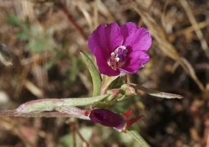 How to Grow and Care for Winecup clarkia