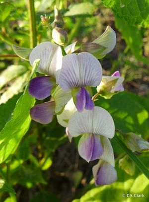 Blue rattlepod (Crotalaria verrucosa) - PictureThis
