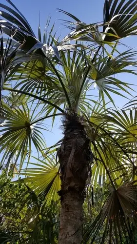 Florida silver palm (Coccothrinax argentata) Flower, Leaf, Care, Uses ...