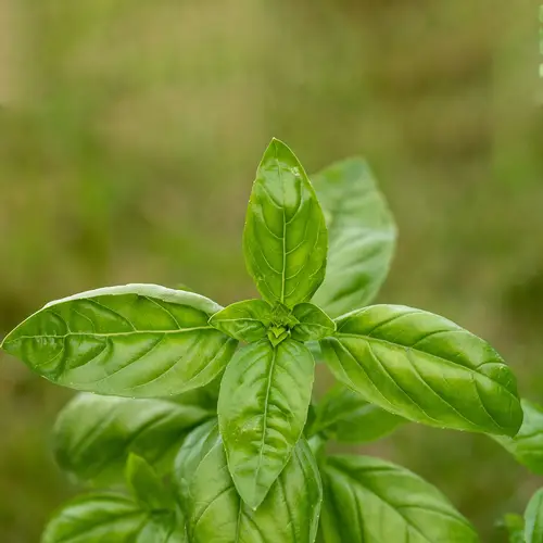 How to Plant and Grow Sweet basil(Ocimum basilicum)