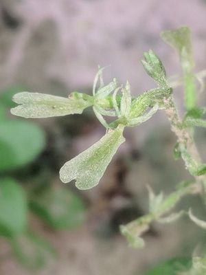 Broad-lipped twayblade (Neottia convallarioides) - PictureThis