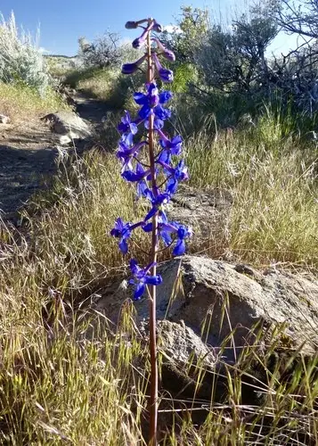 Anderson's larkspur (Delphinium andersonii) Flower, Leaf, Care, Uses ...
