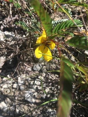 How to Grow and Care for Florida keys sensitive pea