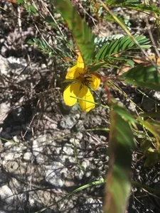 How to Prune Florida keys sensitive pea
