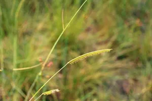 Where To Place Toothache grass In Feng Shui? (Characteristics ...
