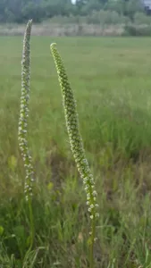 ¿Cómo trasplantar Junco bastardo marino? (Época ideal, métodos y ...